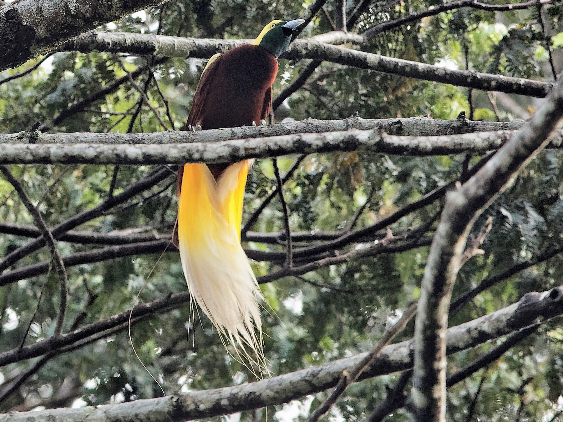 Lesser Bird-of-Paradise - eBird