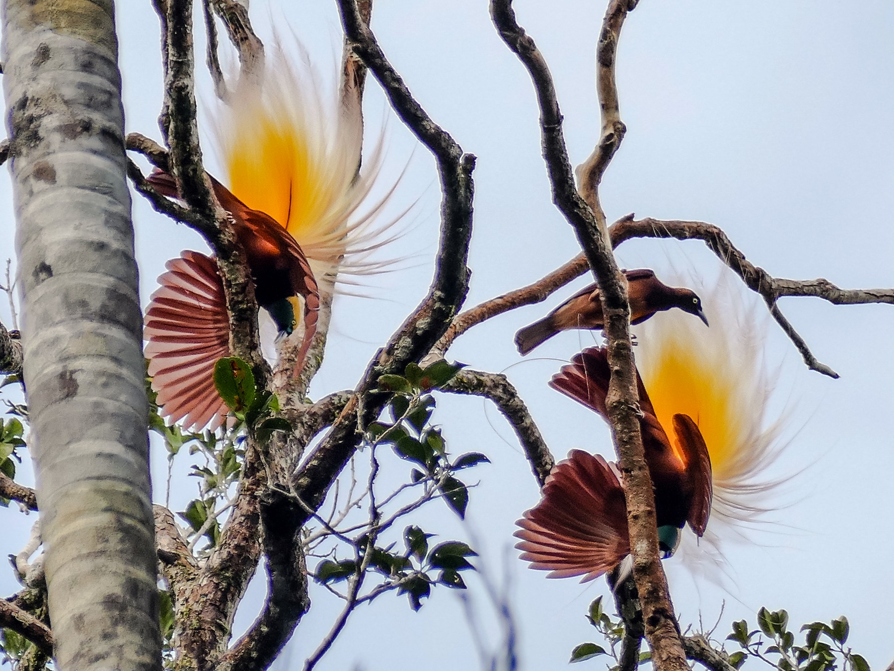Greater Bird-of-Paradise - eBird