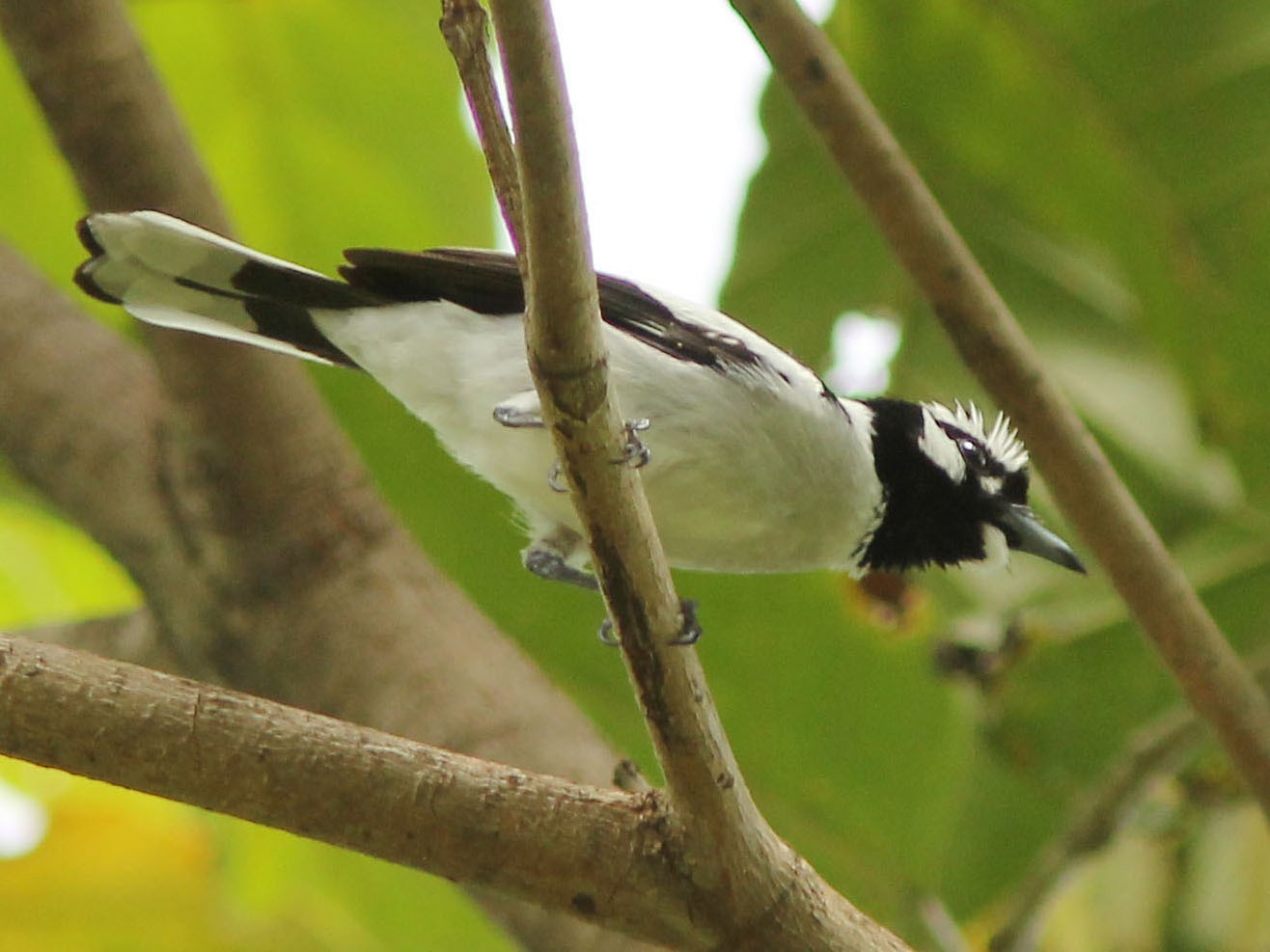 White-naped Monarch - eBird