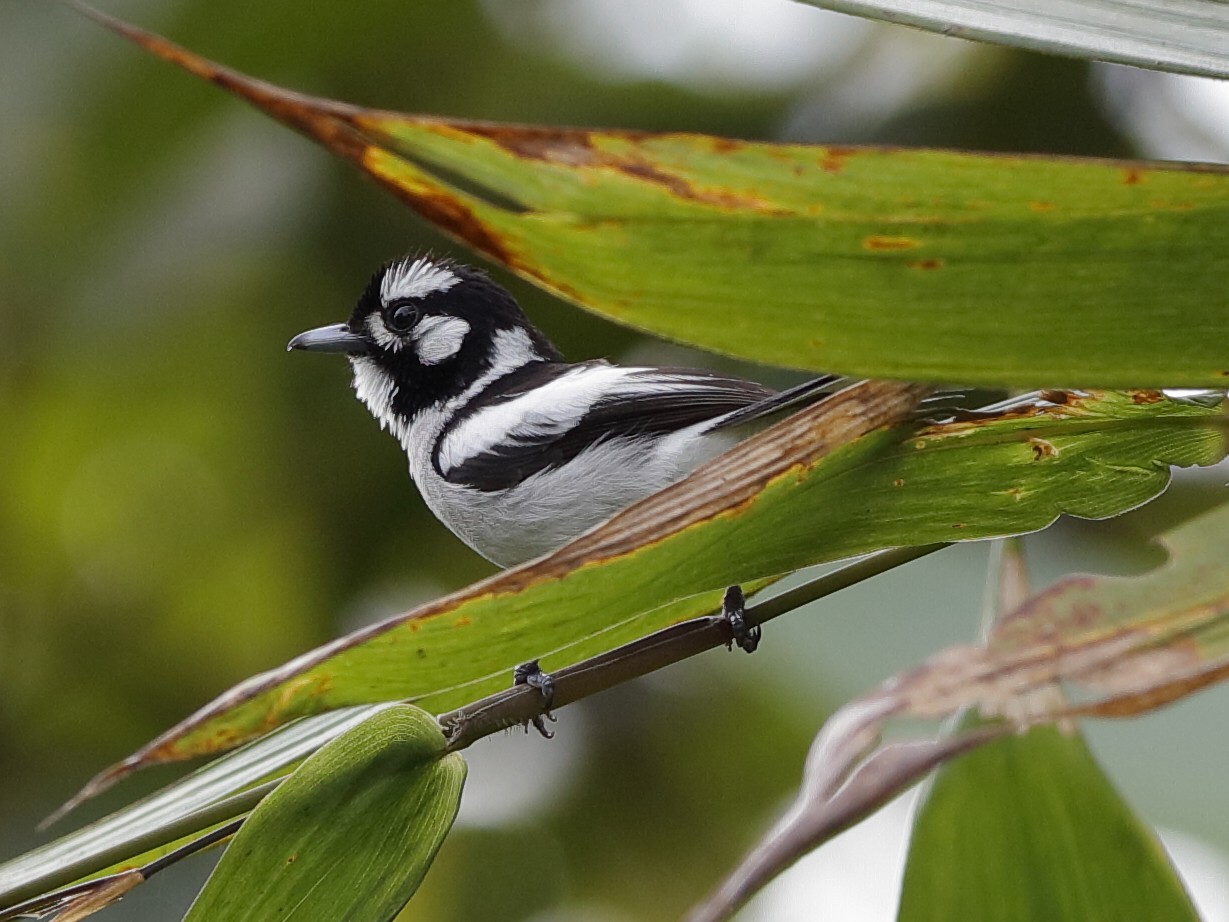 Kehicap tengkuk-putih - eBird