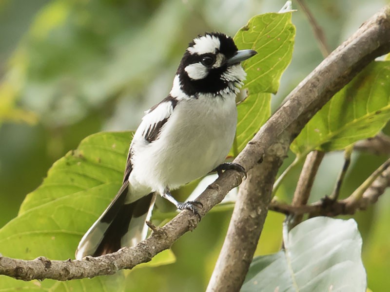 Kehicap tengkuk-putih - eBird