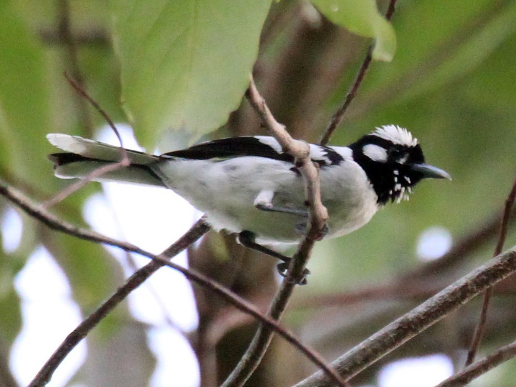 Tanimbar Monarch - eBird