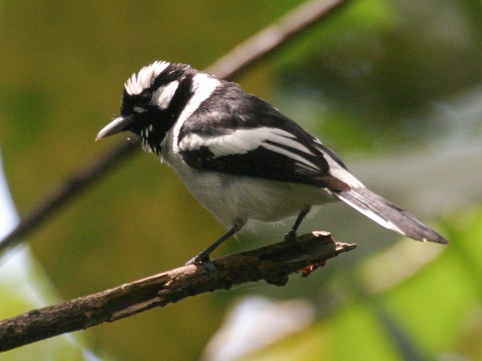 Tanimbar Monarch - eBird