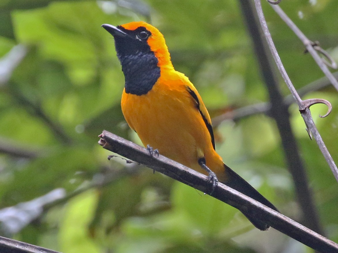 Golden Monarch - eBird