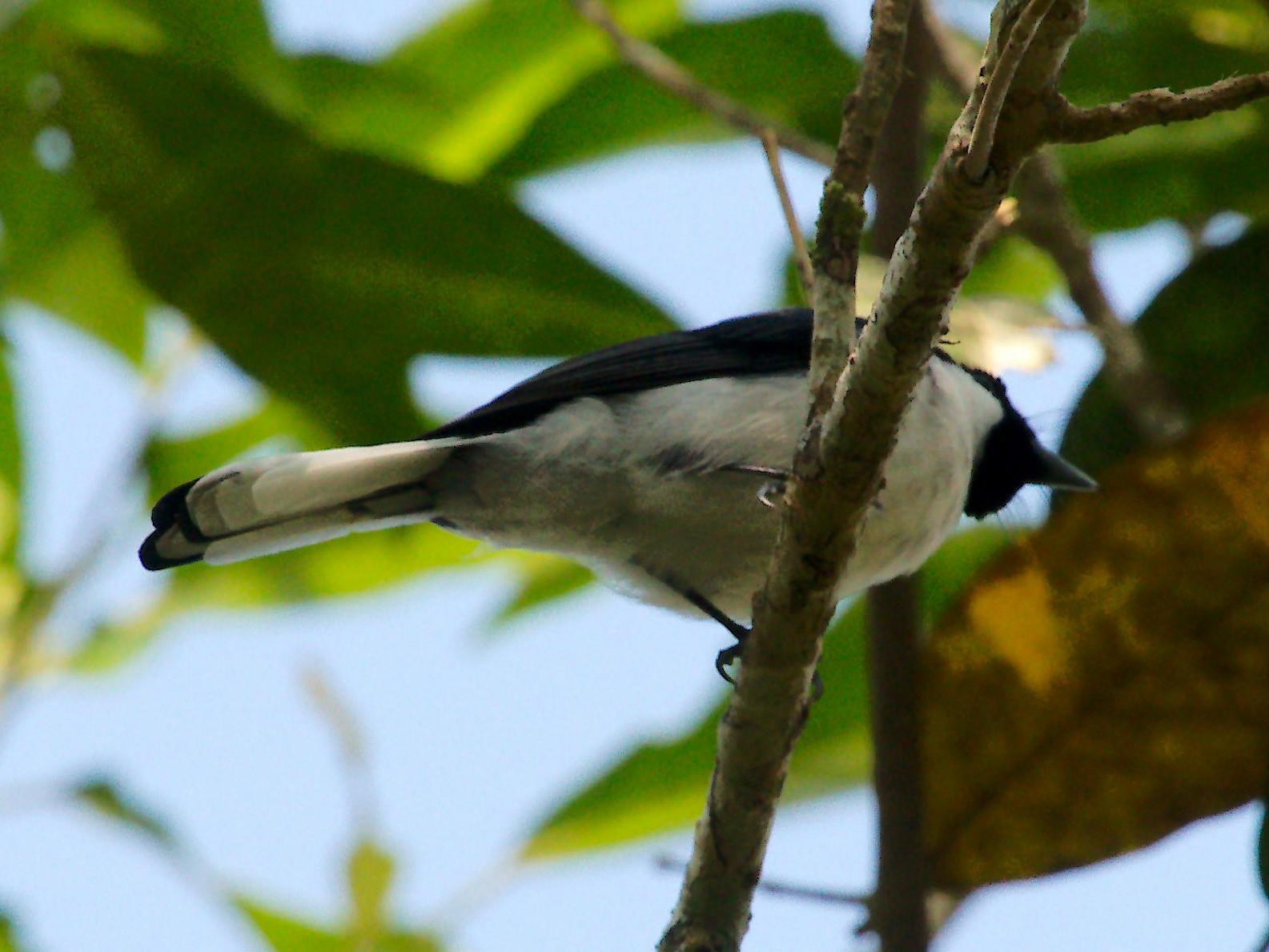 Flores Monarch - eBird
