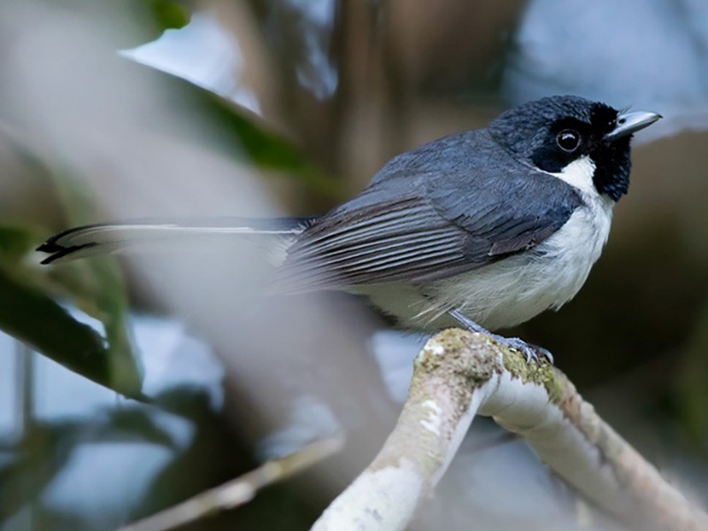 Flores Monarch - eBird