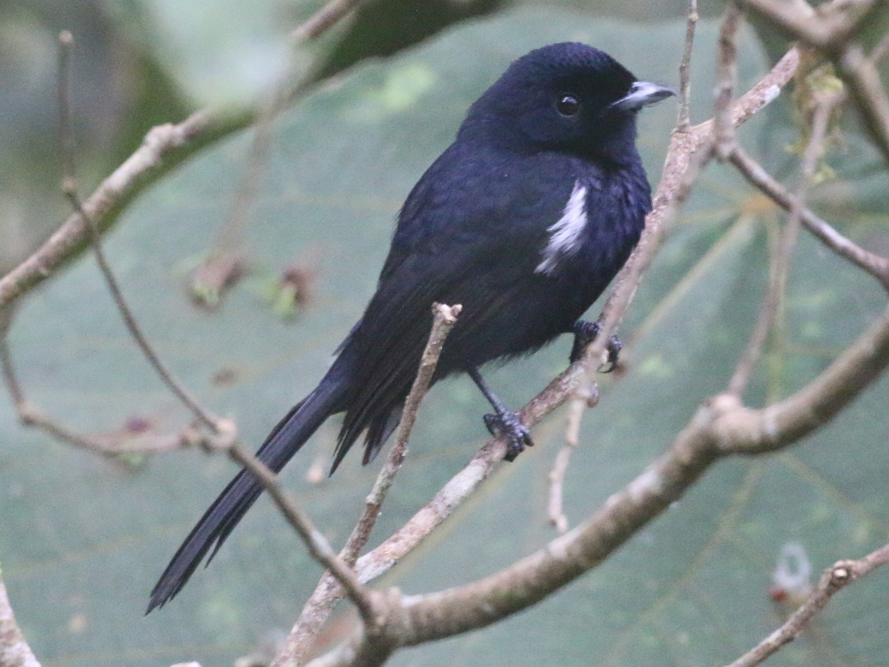 Black Monarch - eBird