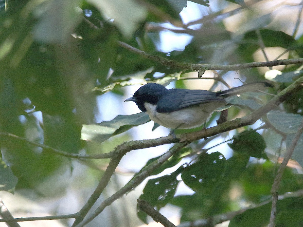 Flores Monarch - eBird