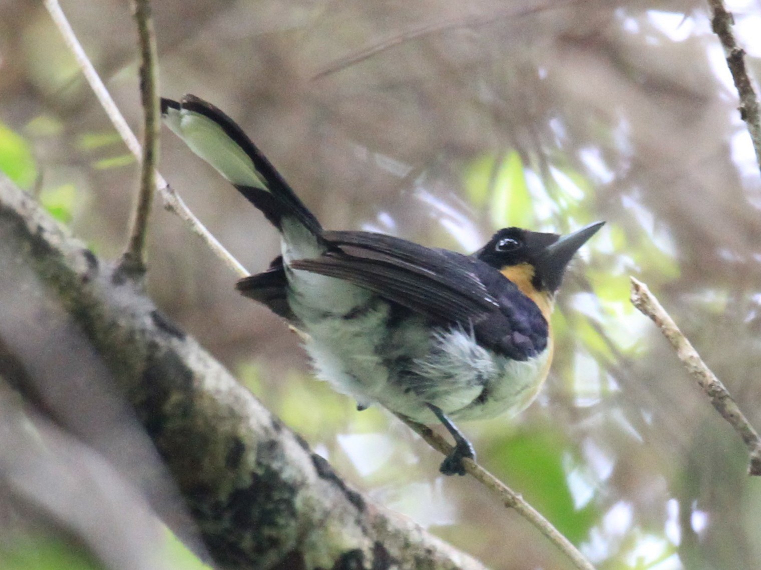 Black-chinned Monarch - eBird