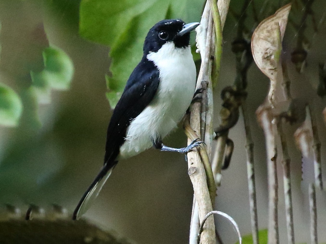 Black-chinned Monarch - eBird