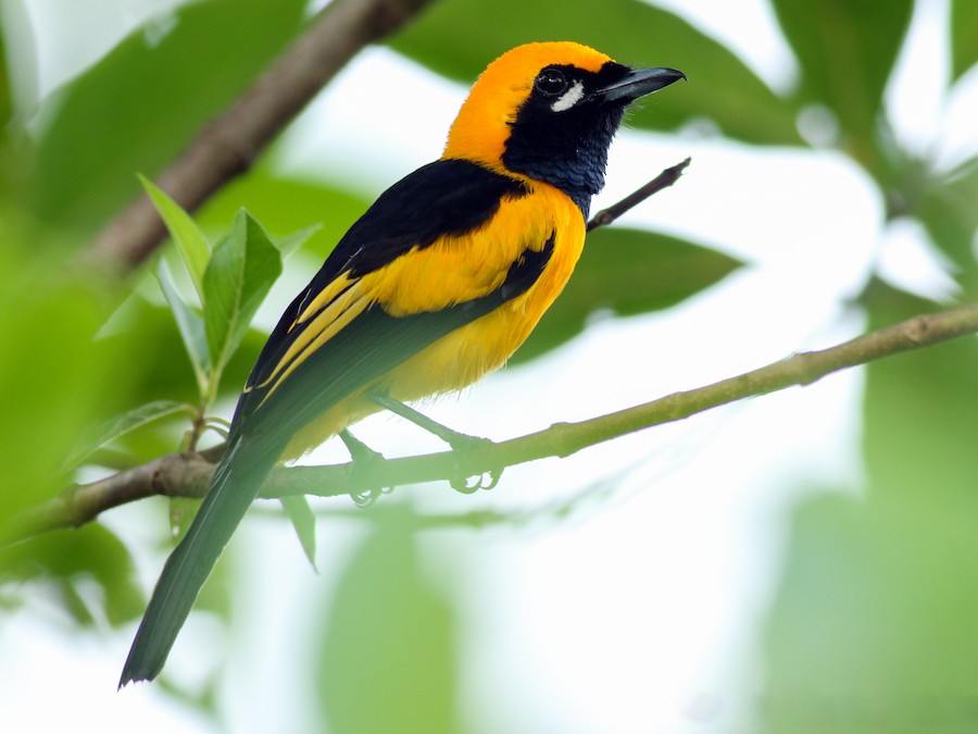 Golden Monarch - eBird