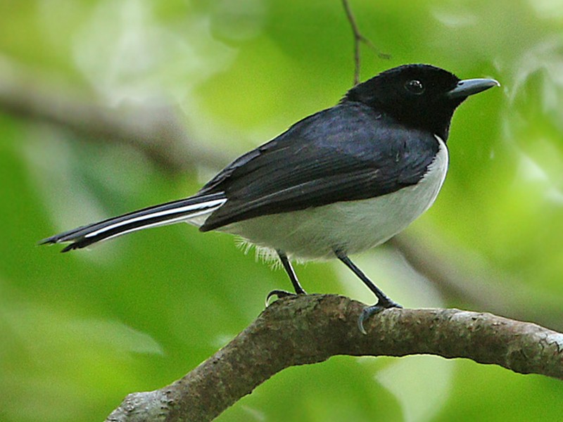 White-tailed Monarch - eBird