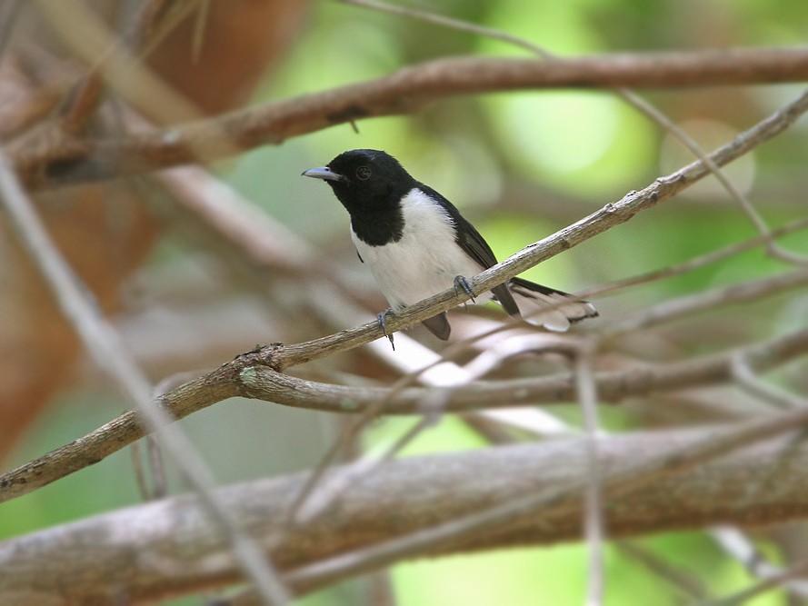 White-tipped Monarch - eBird