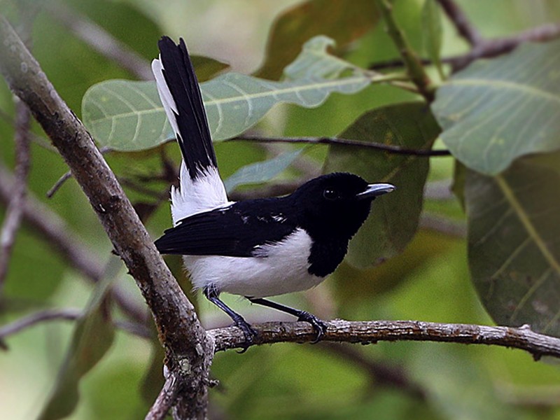 Tanahjampea Monarch - Symposiachrus everetti - Birds of the World