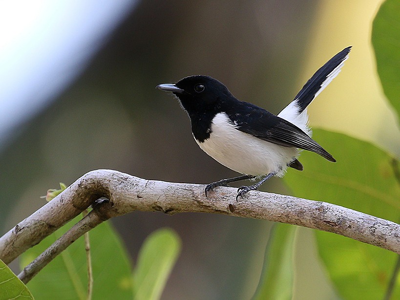 White-tipped Monarch - eBird
