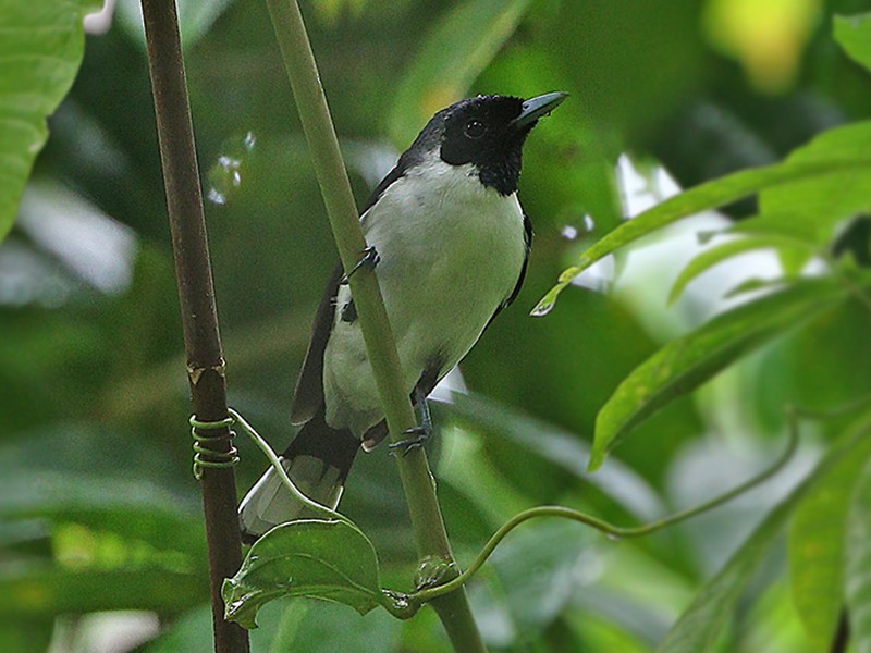 Kofiau Monarch - Symposiachrus julianae - Birds of the World