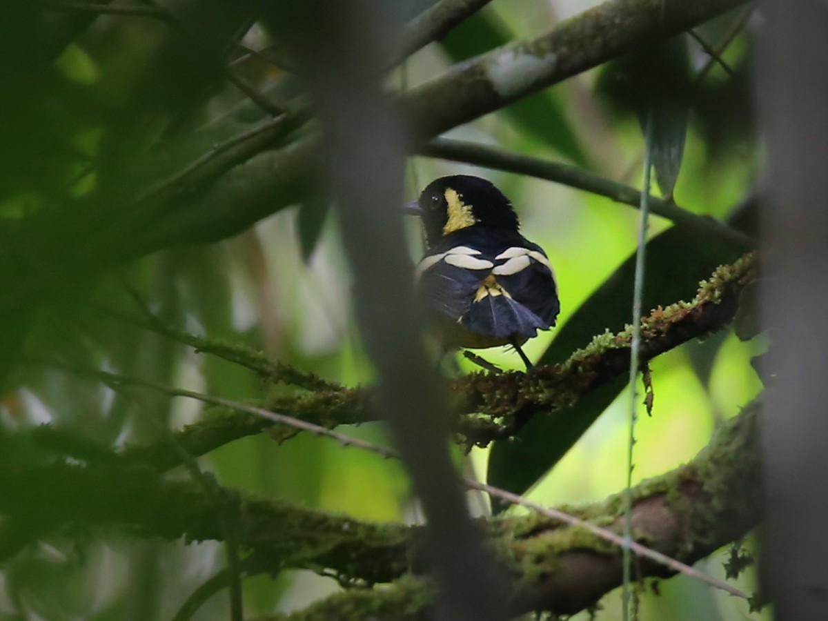 Biak Monarch - eBird