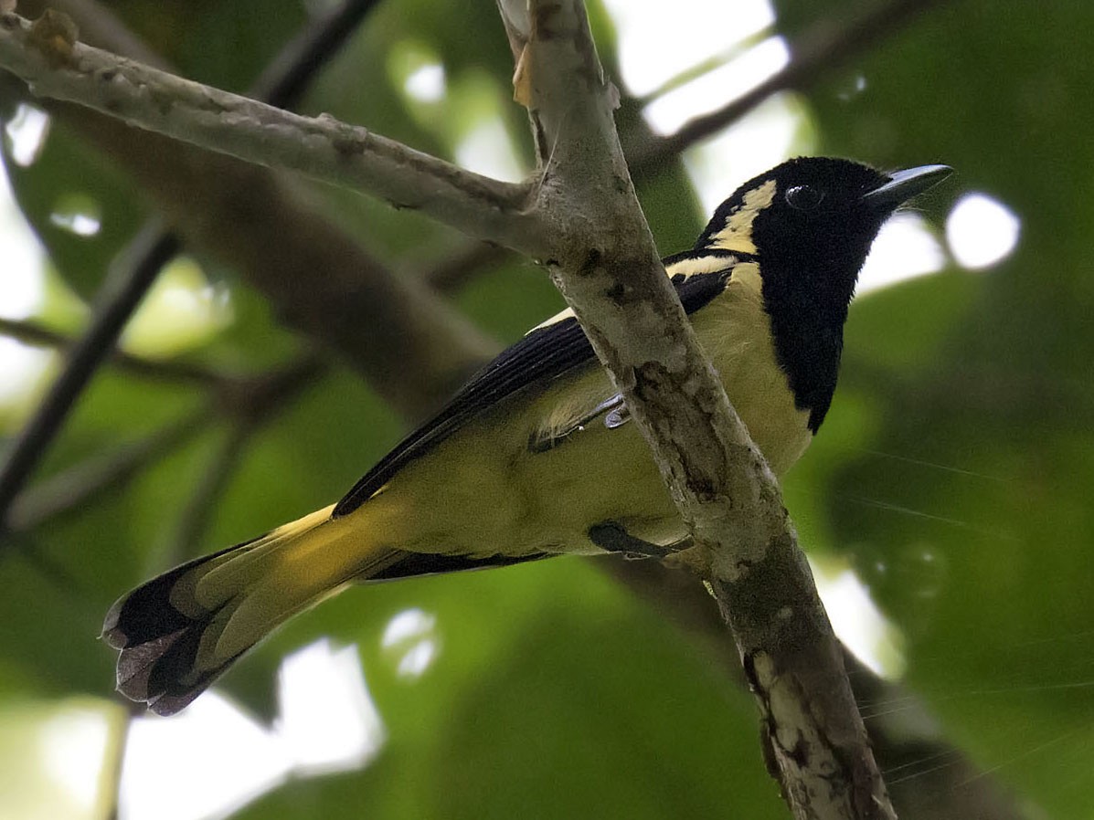 Biak Monarch - Symposiachrus brehmii - Birds of the World