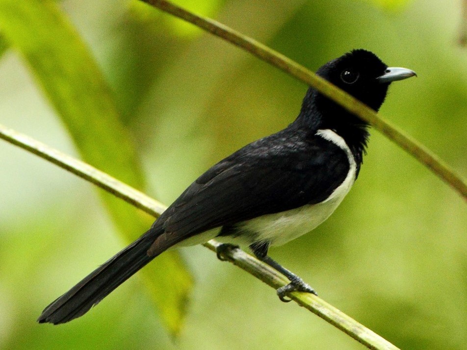 Hooded Monarch - eBird