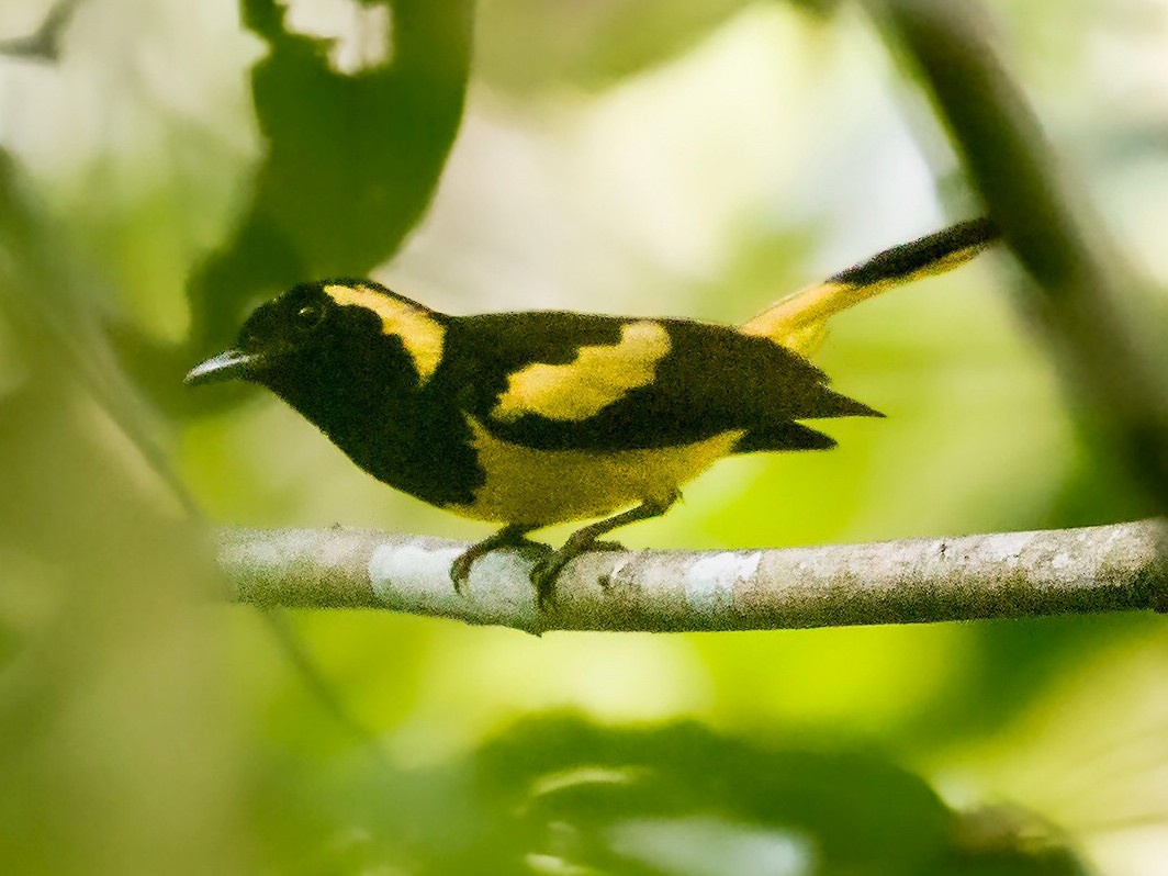 Biak Monarch - eBird