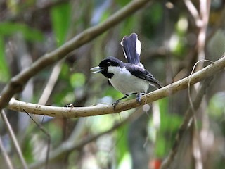 Banda Sea Monarch - eBird
