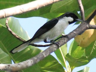 Banda Sea Monarch - Symposiachrus mundus - Birds of the World