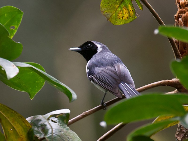 Spot-winged Monarch - eBird