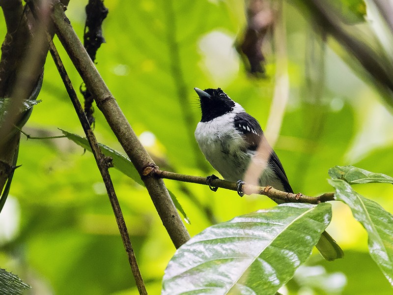 Spot-winged Monarch - eBird