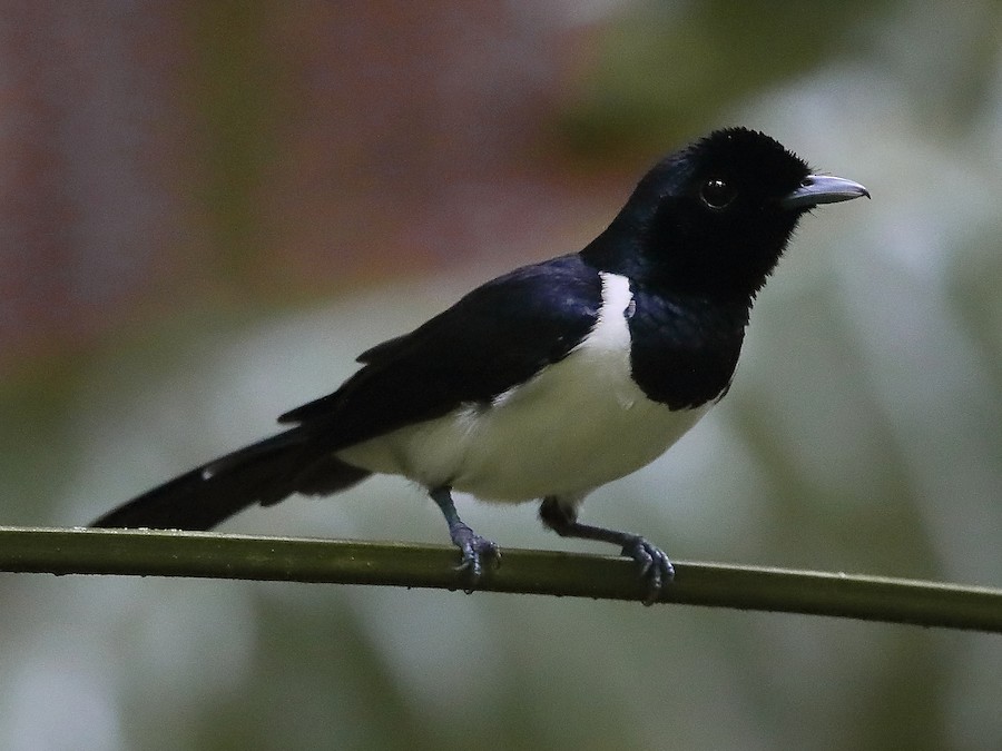 Hooded Monarch - eBird