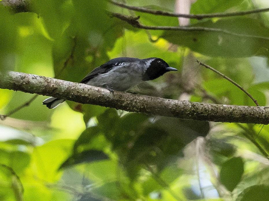 Spot-winged Monarch - eBird