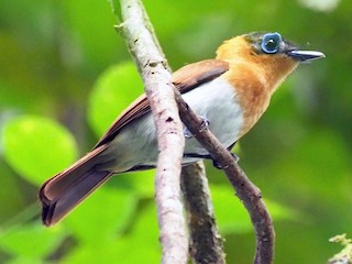 Frilled Monarch - eBird