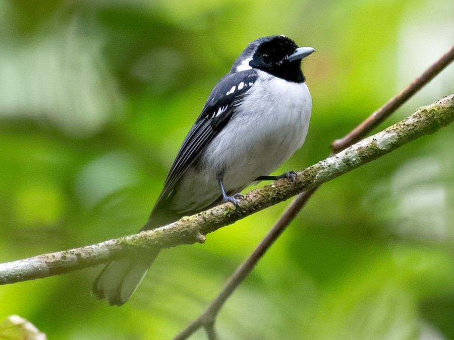 Spot-winged Monarch - eBird