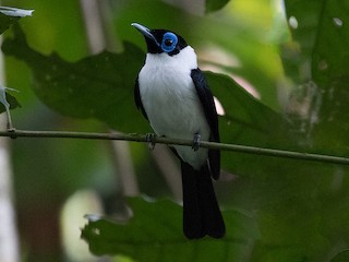 Frilled Monarch - eBird