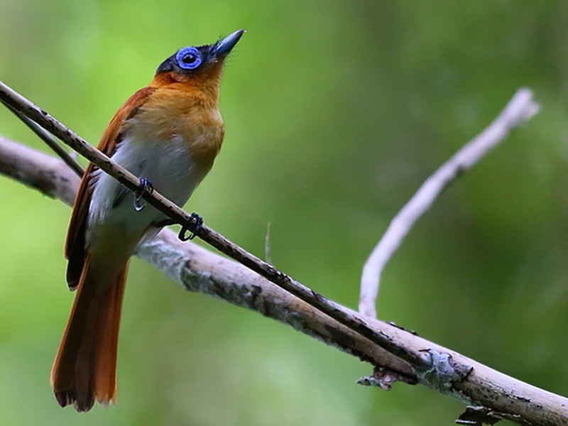 Frilled Monarch - eBird
