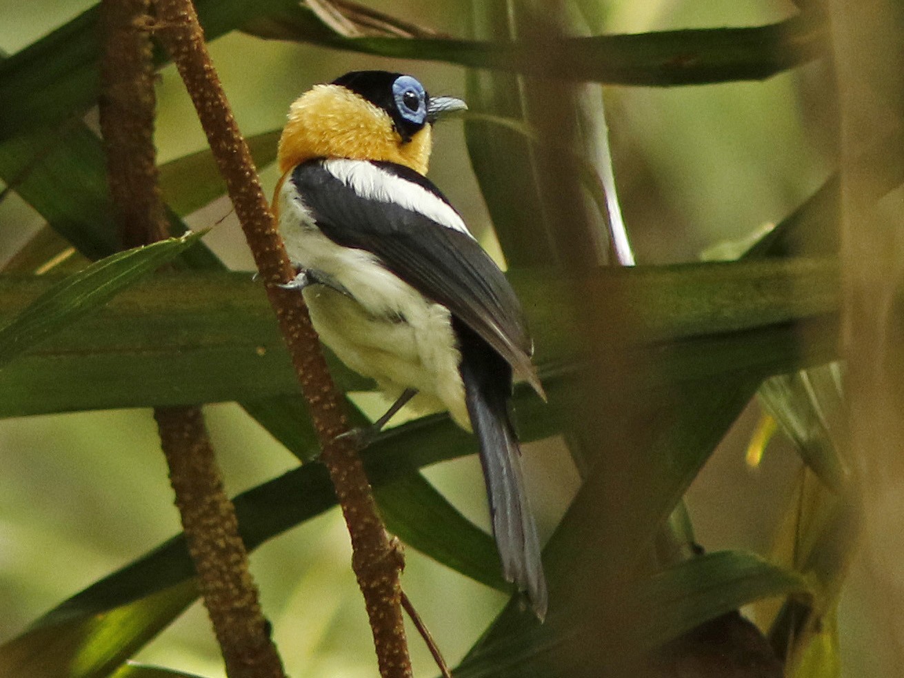 Ochre-collared Monarch - eBird