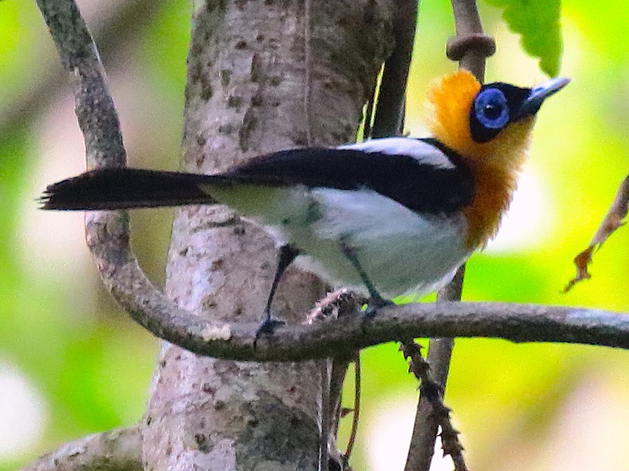 King Robin or king robin (Arses insularis) is a medium-sized, slender ...