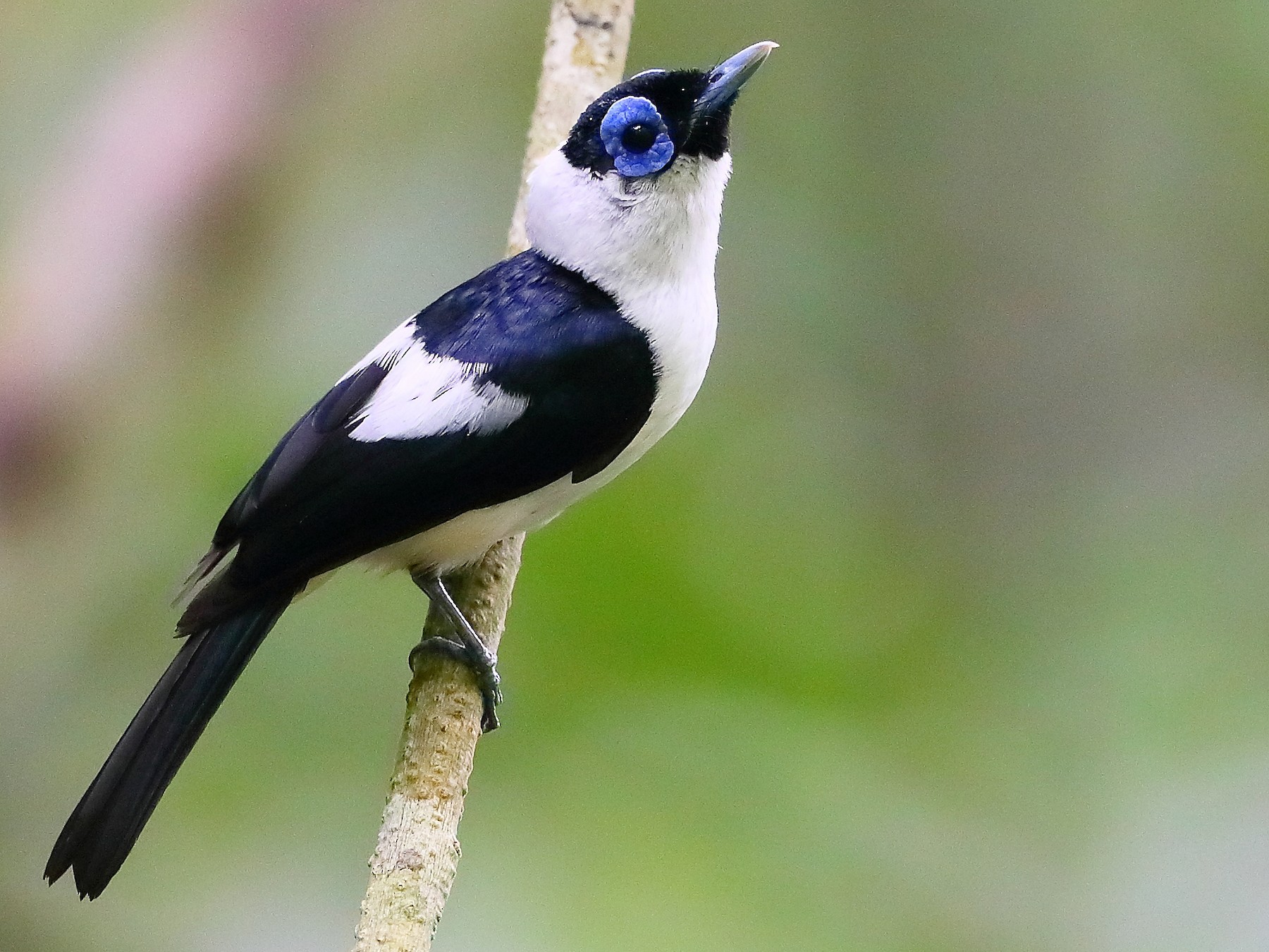 Frilled Monarch - eBird