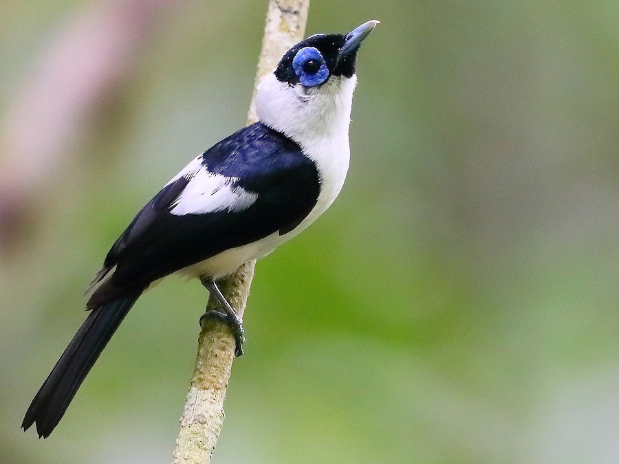 Frilled Monarch - eBird