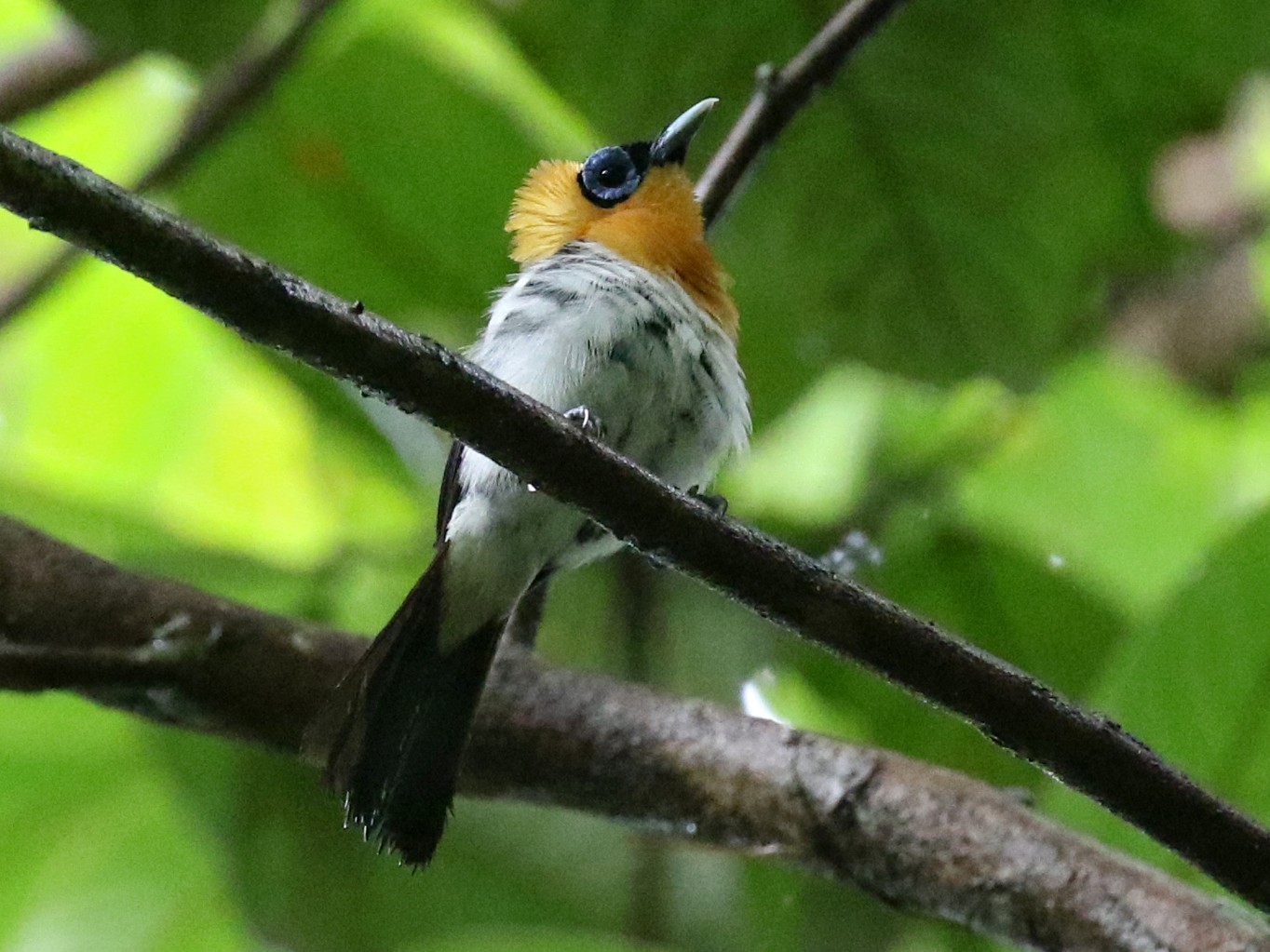 Ochre-collared Monarch - eBird