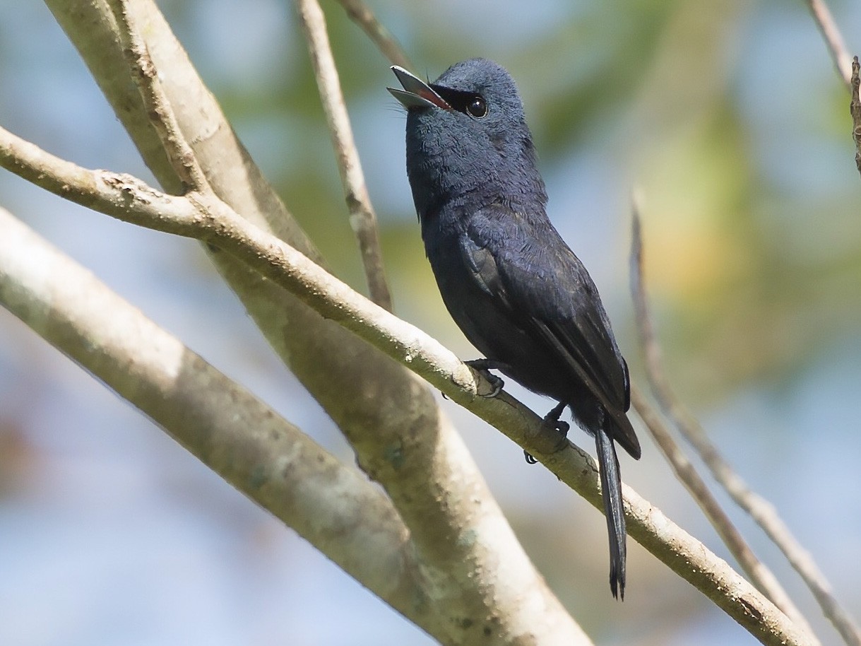 Monarca de Biak - eBird