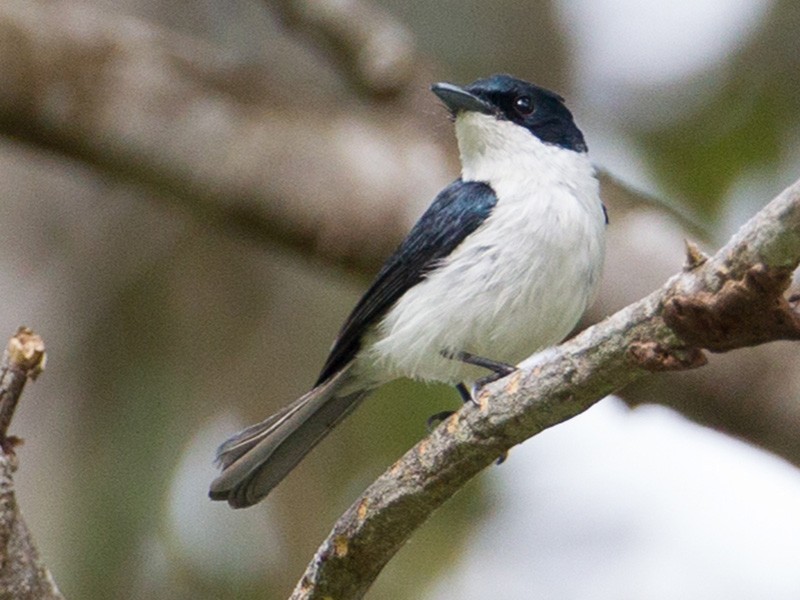 Sikatan kelabu - eBird