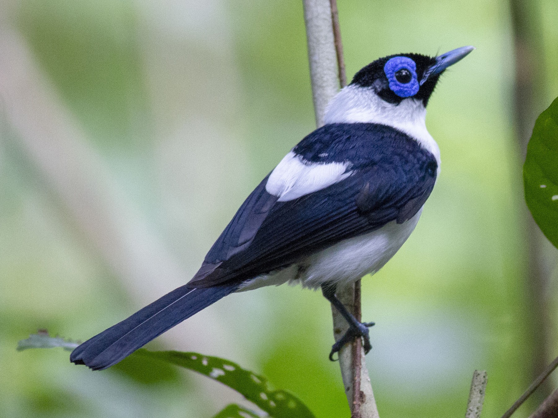 Frilled Monarch - eBird