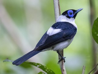 Frilled Monarch - eBird