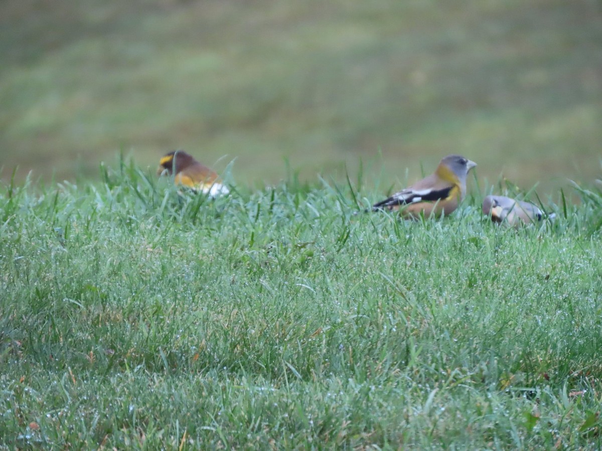 eBird Checklist - 27 Oct 2020 - 463 Stage Rd - S. Otselic - 1 species