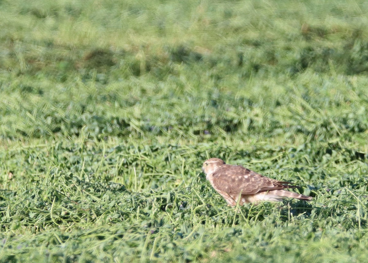 Merlin - Falco columbarius - Media Search - Macaulay Library and eBird