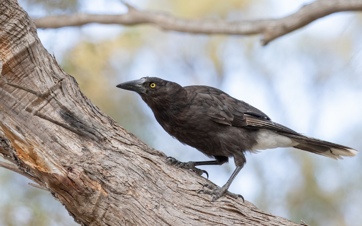 Grey Currawong (Clinking) - eBird