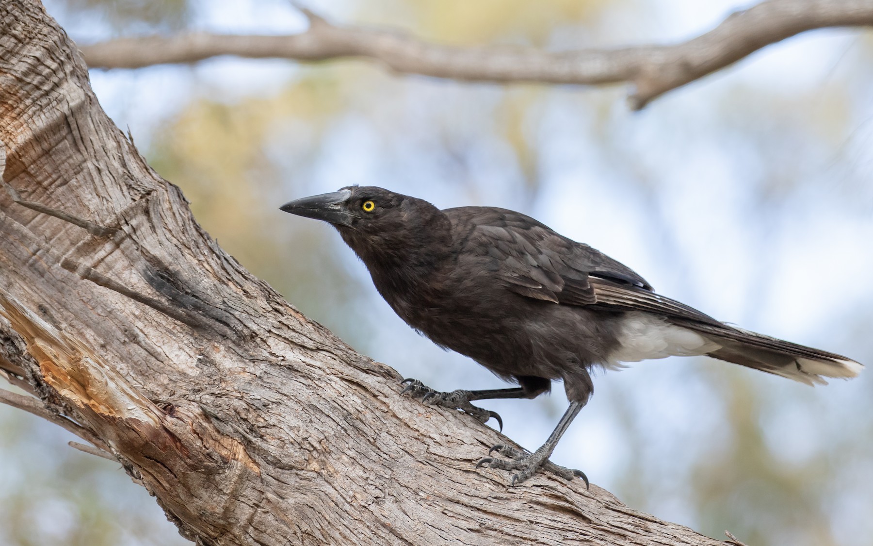 Grey Currawong (Clinking) - eBird