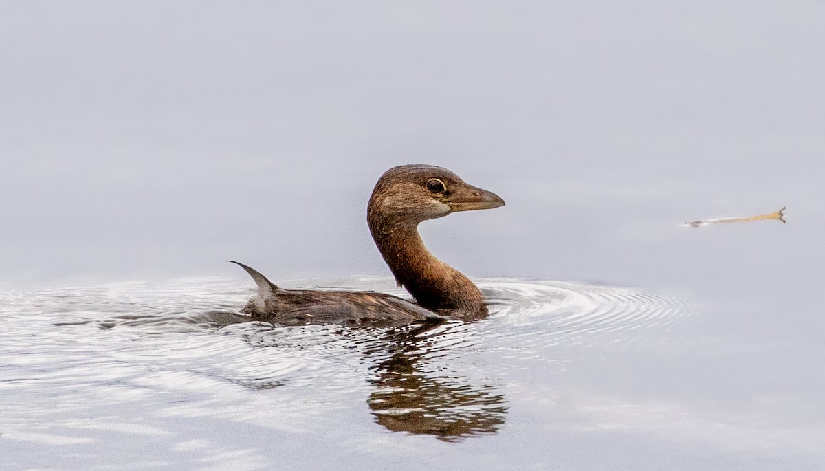 eBird Checklist - 26 Oct 2020 - Cross Creeks NWR - 45 species