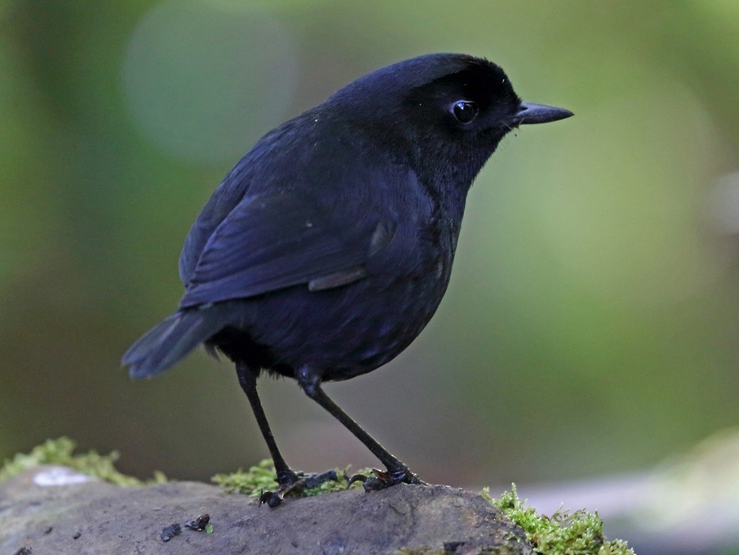 Kleine Paradijspitta - eBird