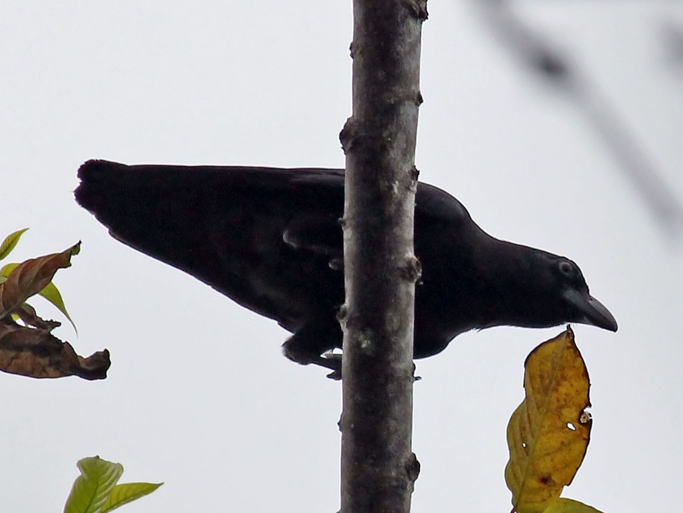 Banggai Crow - eBird